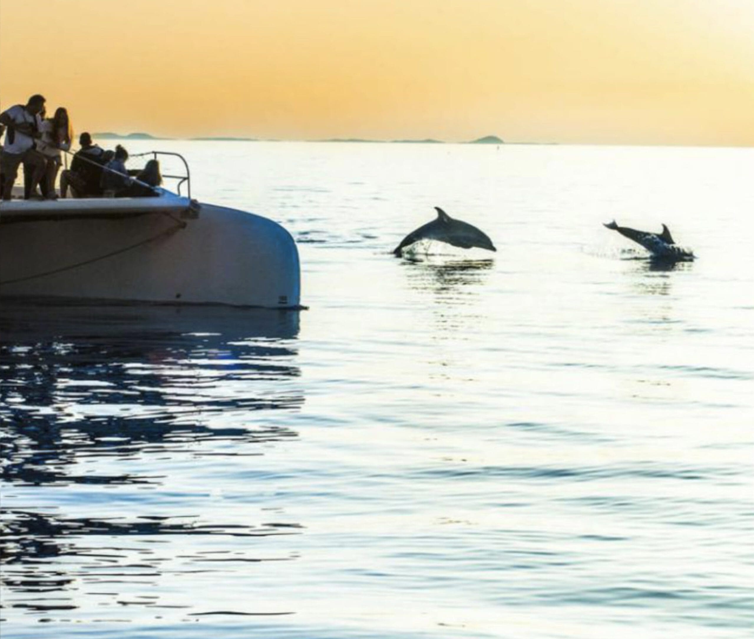 Delfin-Tour Segelkatamaran - Dein Urlaubserlebnis